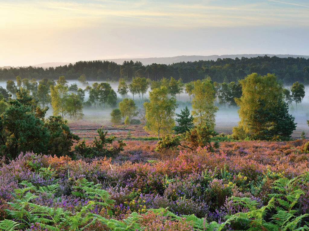 Heart of the South Downs National Park – Visit Midhurst